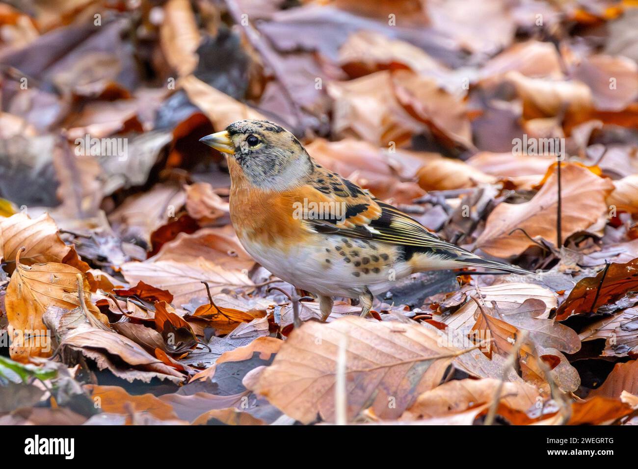 150 600 hi-res stock photography and images - Alamy