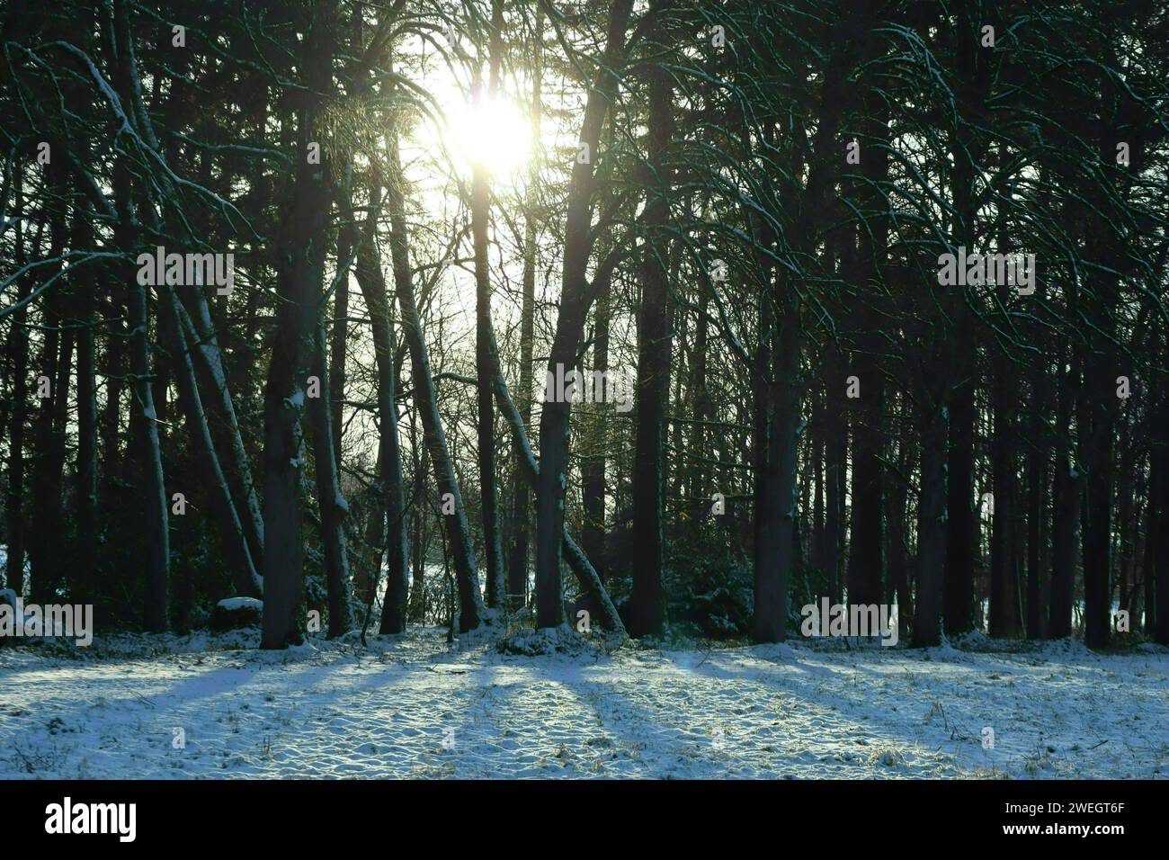Gap in the forest hi-res stock photography and images - Alamy