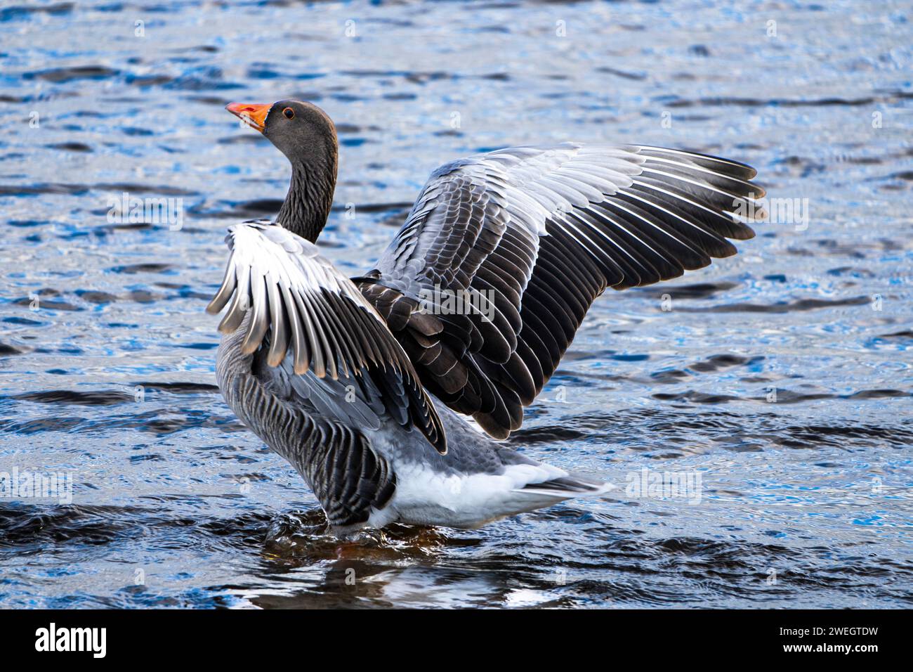 Strathclyde park ducks hi-res stock photography and images - Alamy
