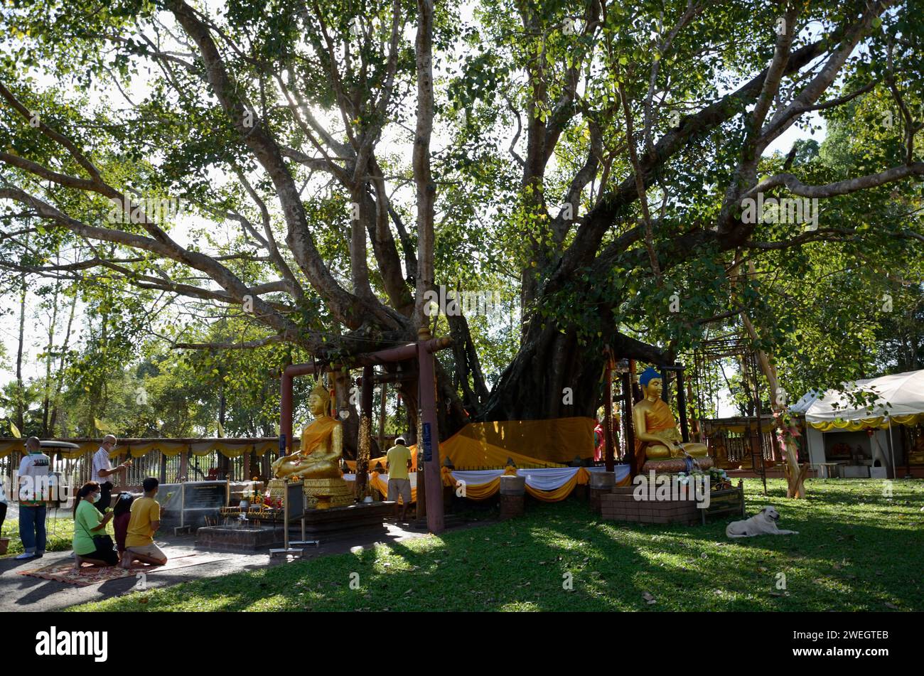 Si maha phot hi-res stock photography and images - Alamy