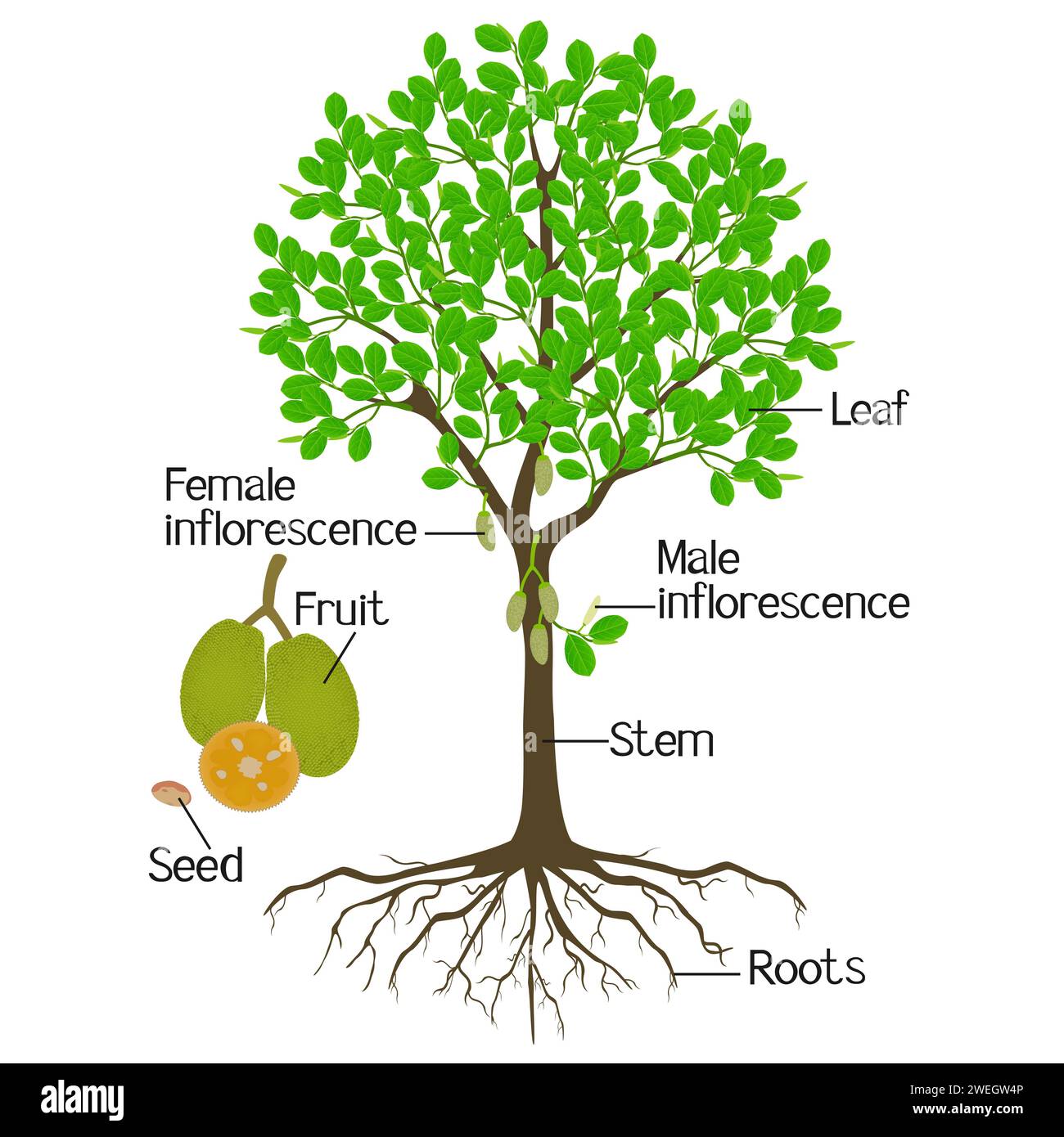 Parts of jackfruit plant isolated on a white background Stock Vector ...