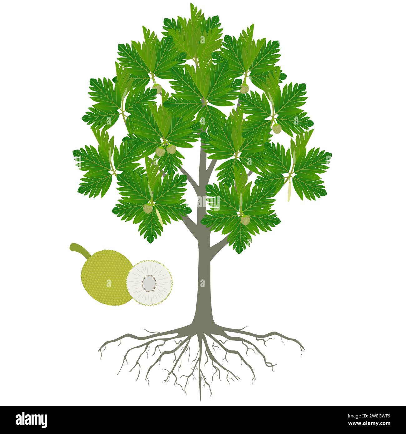 Breadfruit tree with fruits and flowers on a white background Stock ...