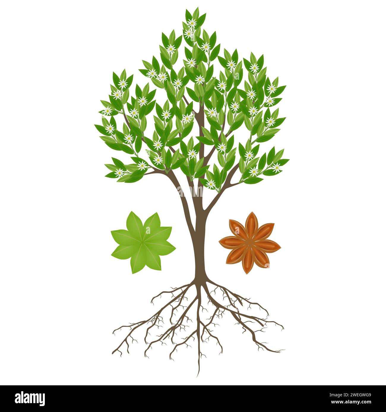 Blossoming anise tree with fruits on a white background Stock Vector ...