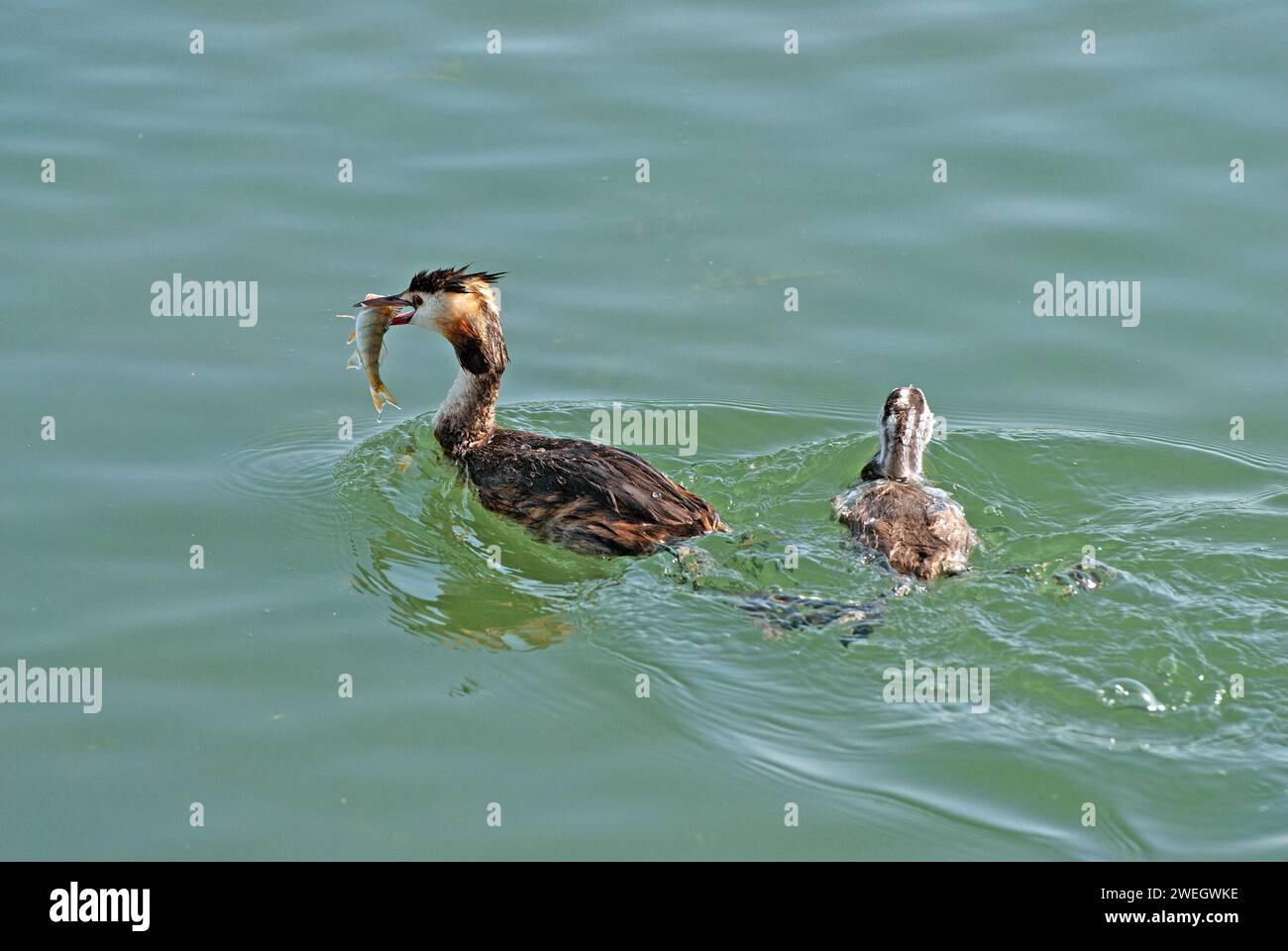 Great crested grebe (Podiceps cristatus) with fish in the beak ...