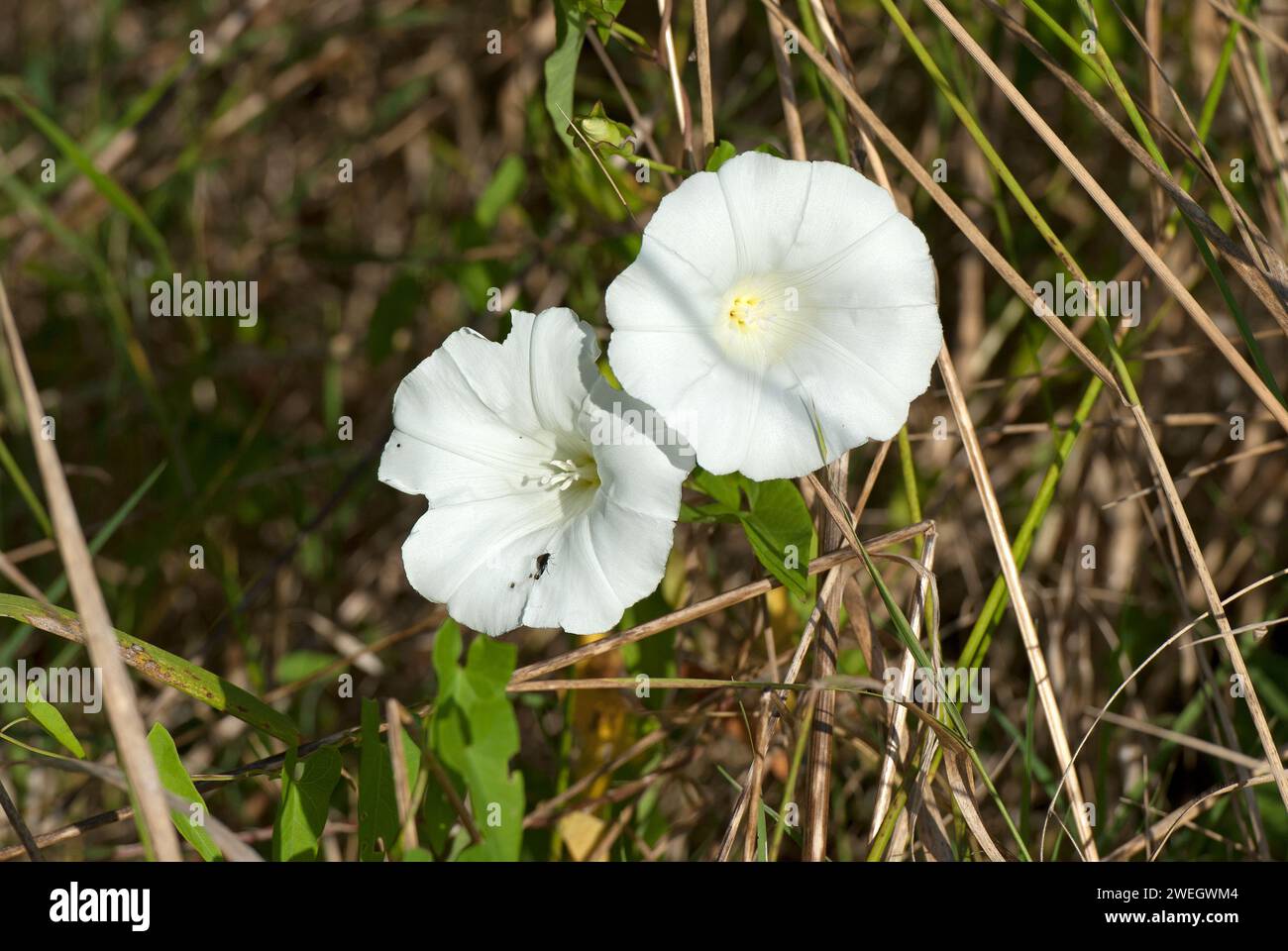 Convolvolo arvensis hi-res stock photography and images - Alamy