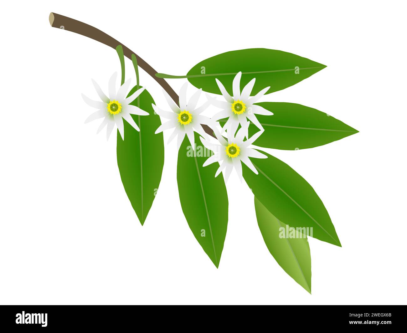 Branch of star anise with flowers on a white background Stock Vector ...