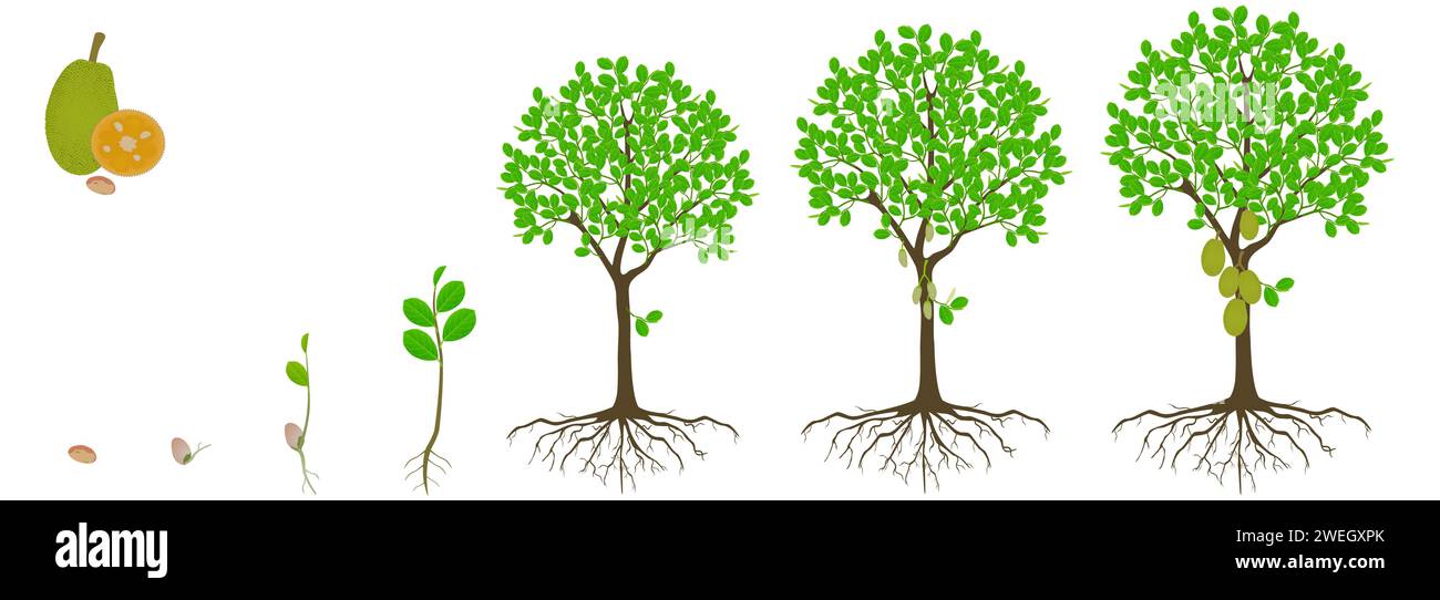 Jackfruit seedling Stock Vector Images - Alamy