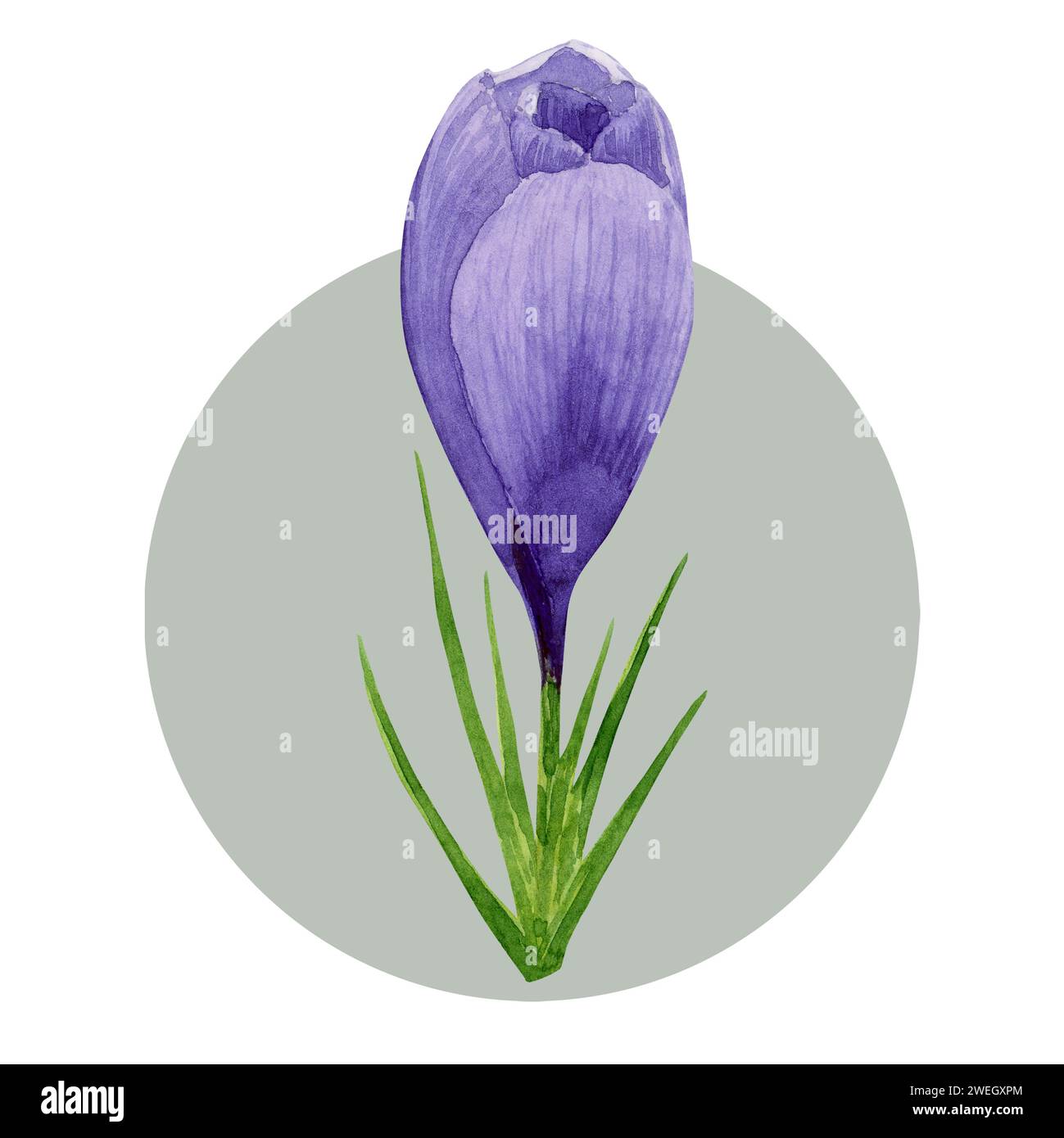 Spring flower purple crocus. Hand painted watercolor floral ...