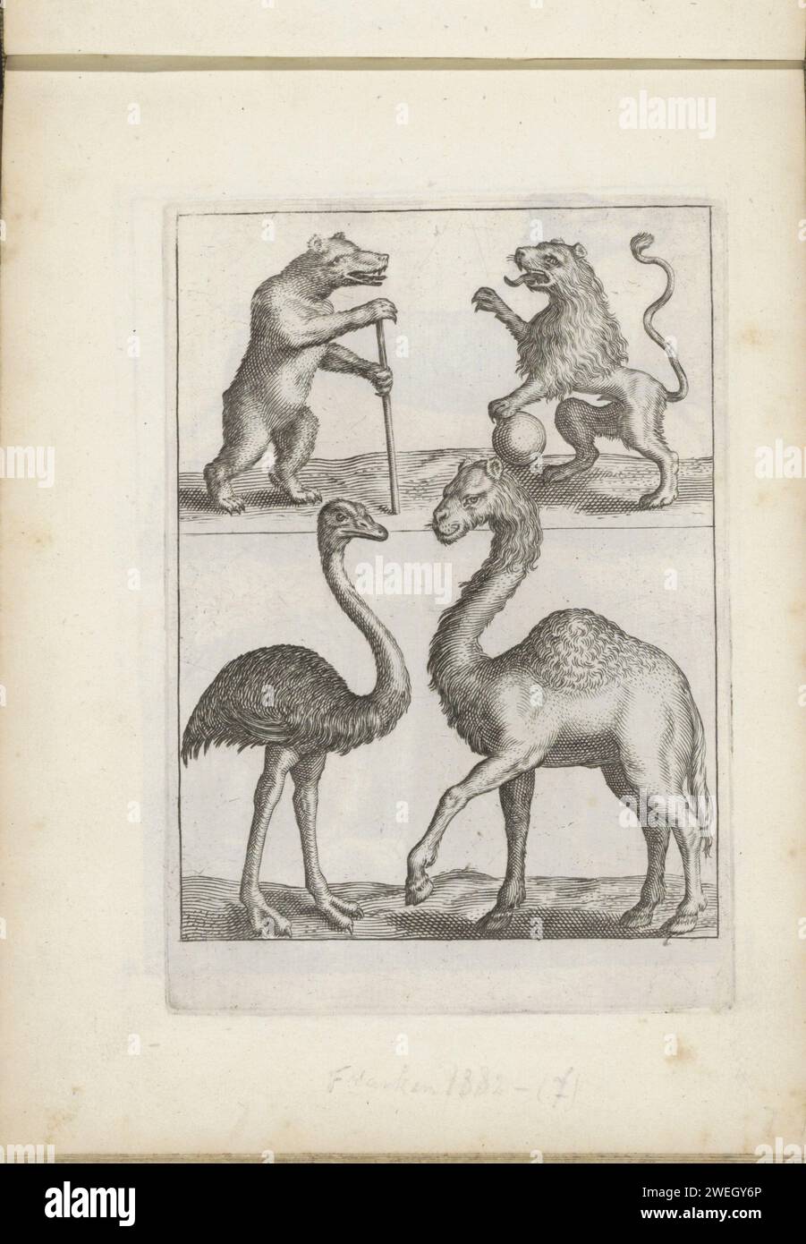 Beer, Lion, Ostrich and Dromedaris, 1635 - 1660 print Different animals ...
