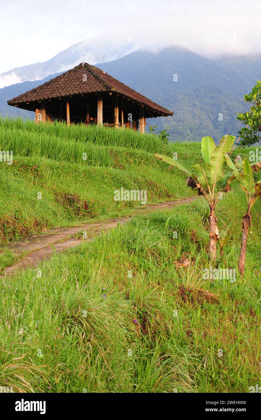 Rice field in Bali Stock Photo - Alamy