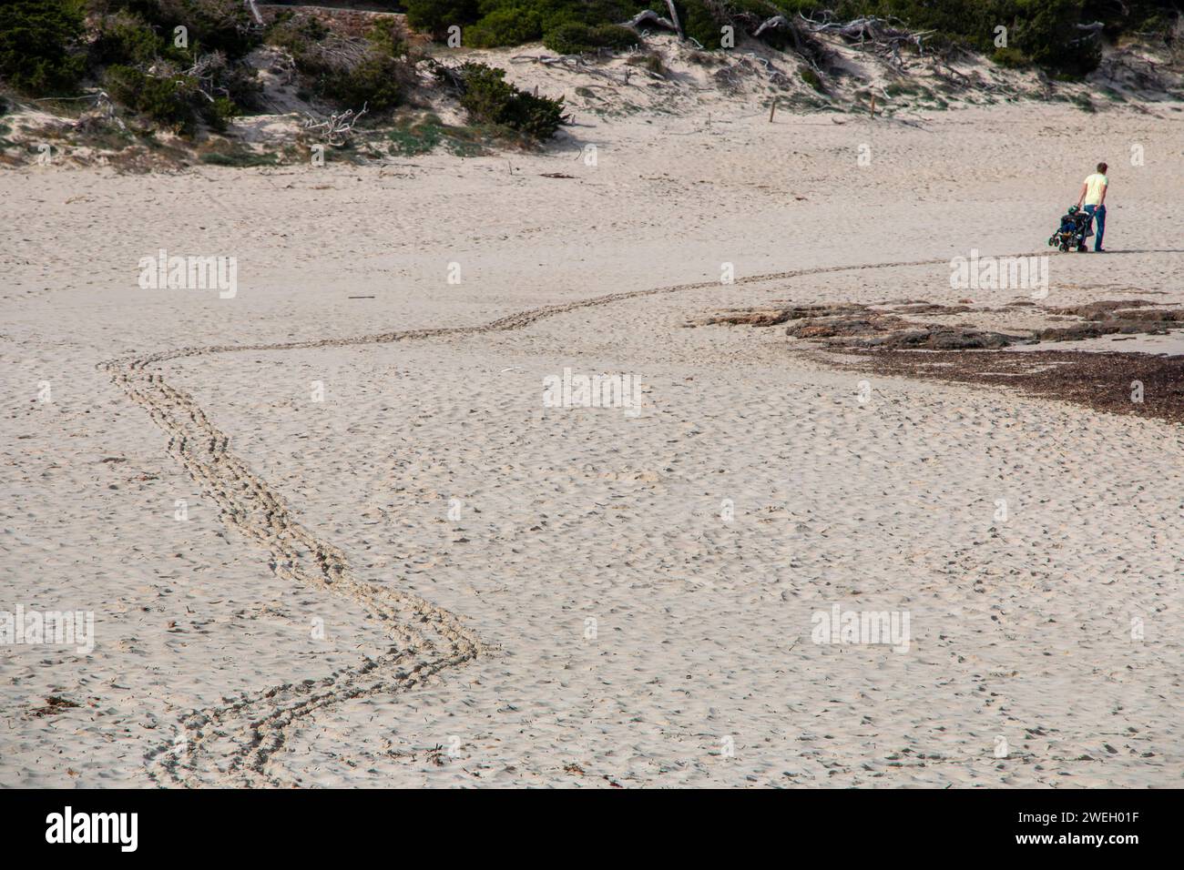 A lone individual treks across a vast beach, carving a winding trail in ...
