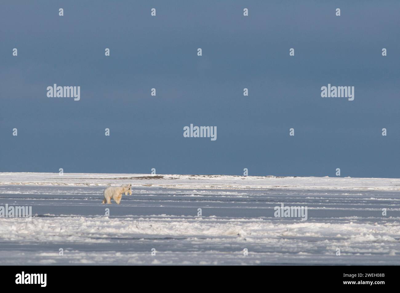 polar bear, Ursus maritimus, adult boars on newly forming pack ice ...