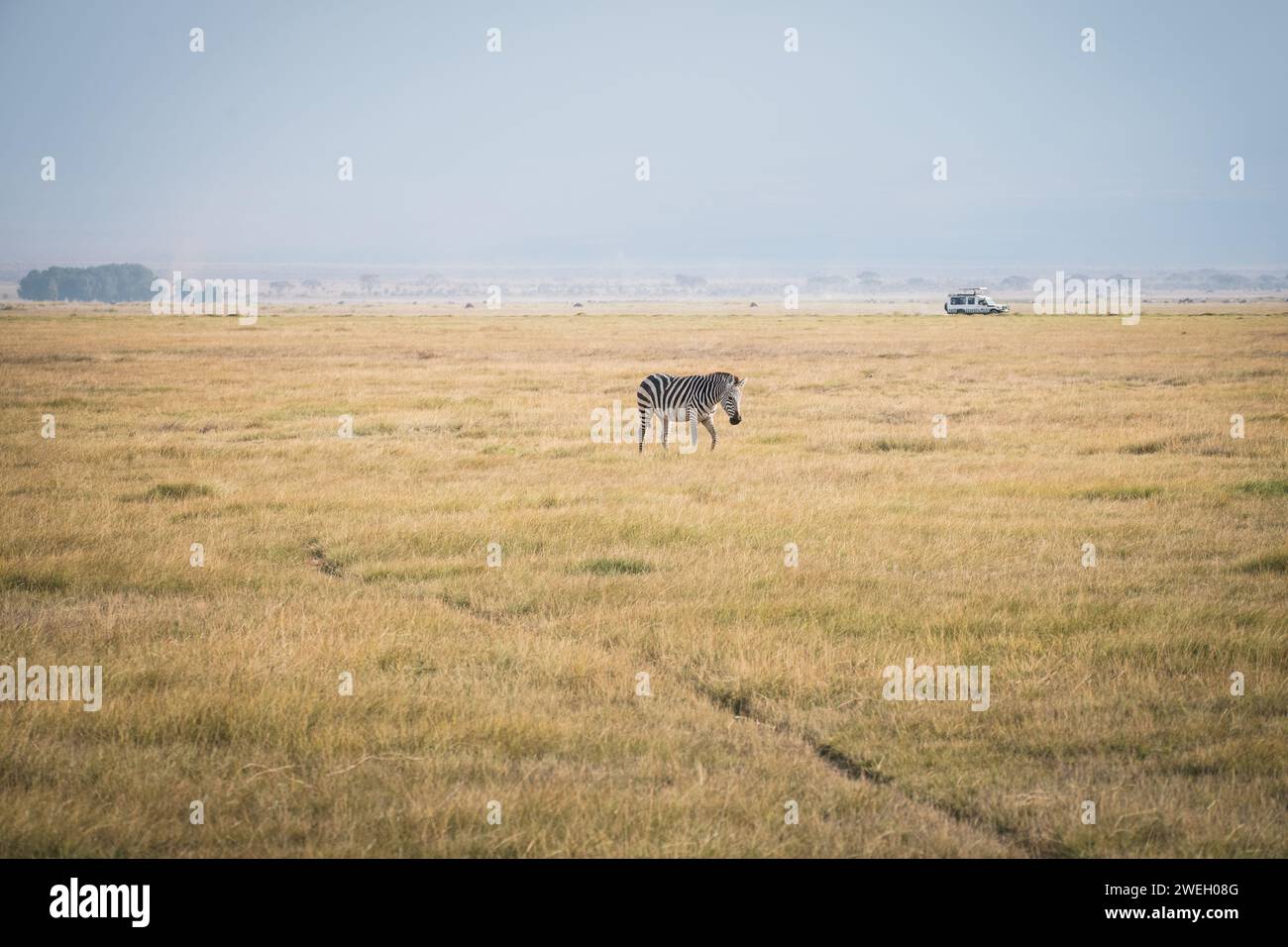Zebra grazing savanna grassland hi-res stock photography and images - Alamy