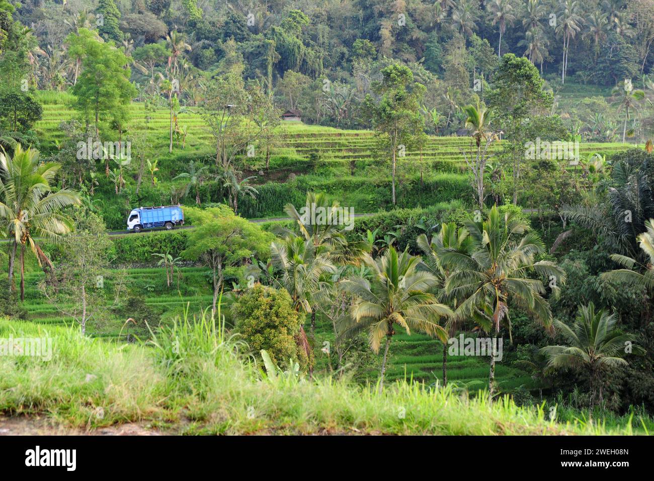 Truck on the rice field Stock Photo - Alamy