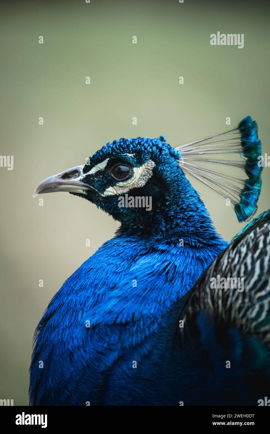 Peacock beak hi-res stock photography and images - Alamy