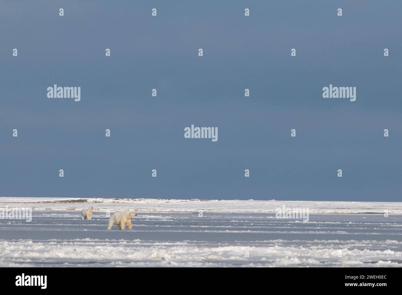 polar bear, Ursus maritimus, adult boars on newly forming pack ice ...