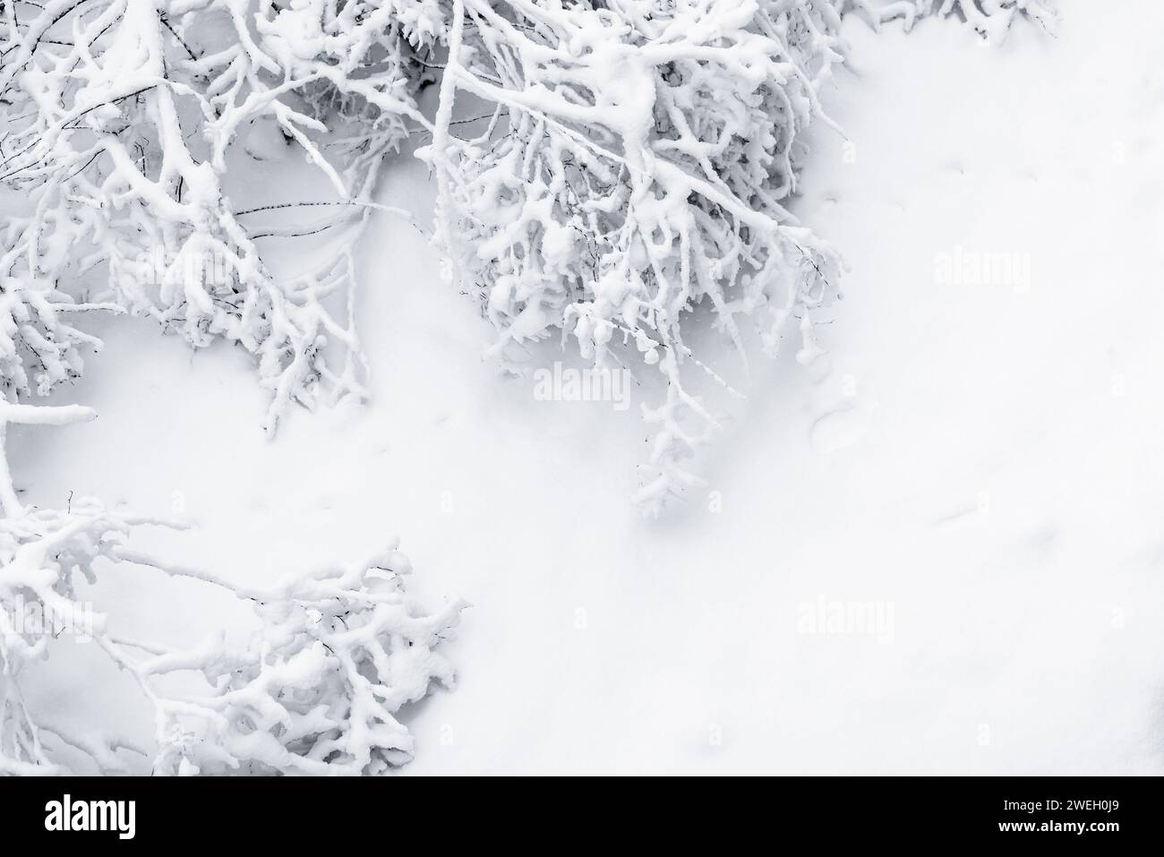 Bushes covered with show, top view. Abstract winter nature background ...