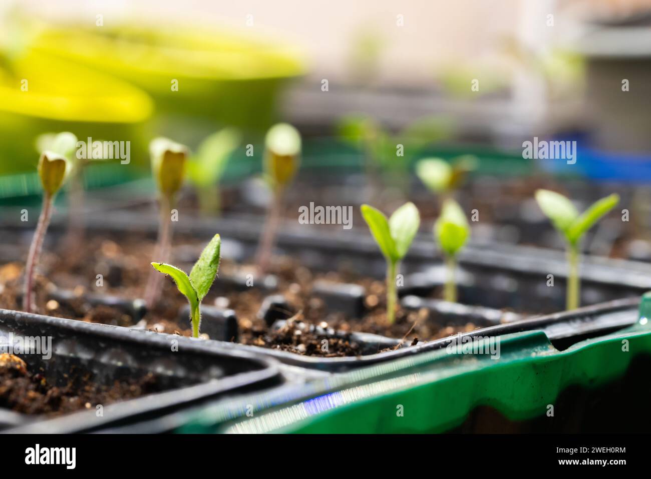Small green seedling sprouts grow in plastic pots, close-up photo with ...