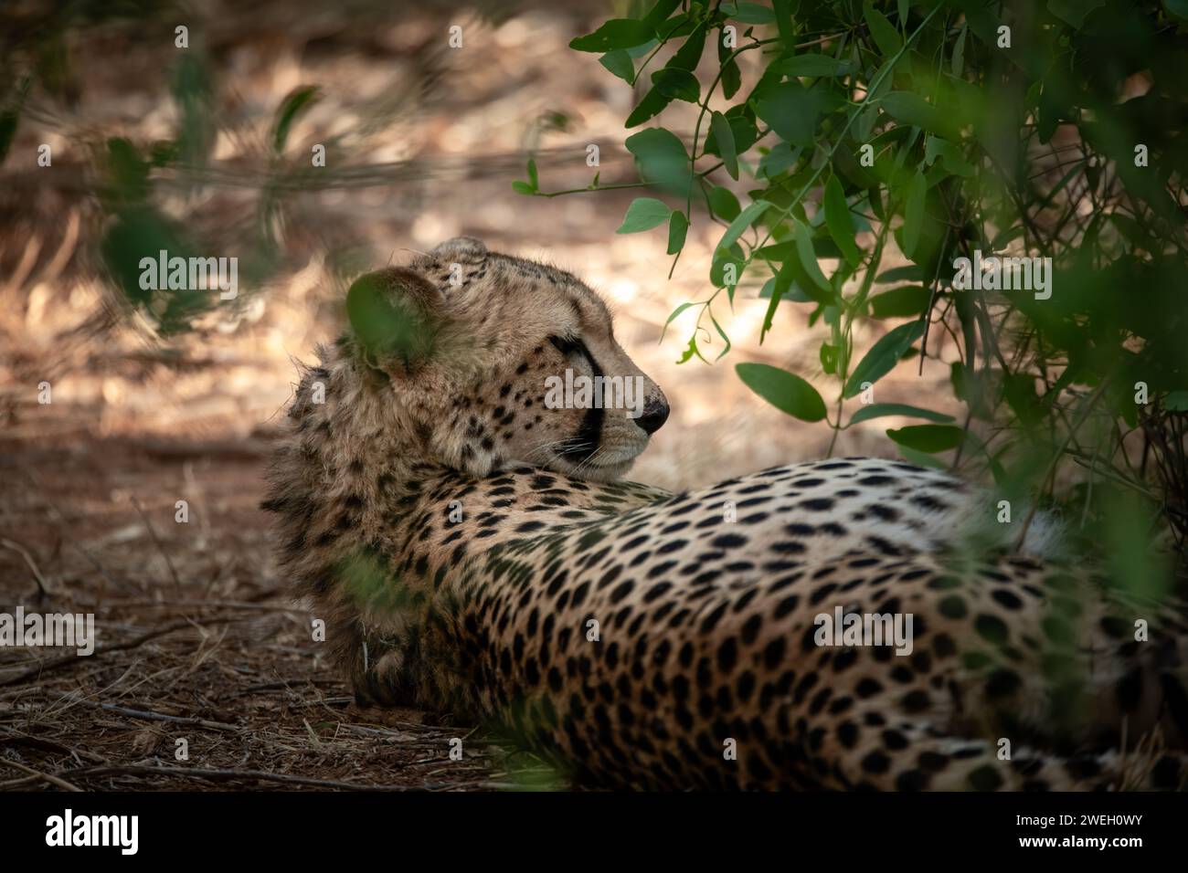 Chilling animals hi-res stock photography and images - Alamy