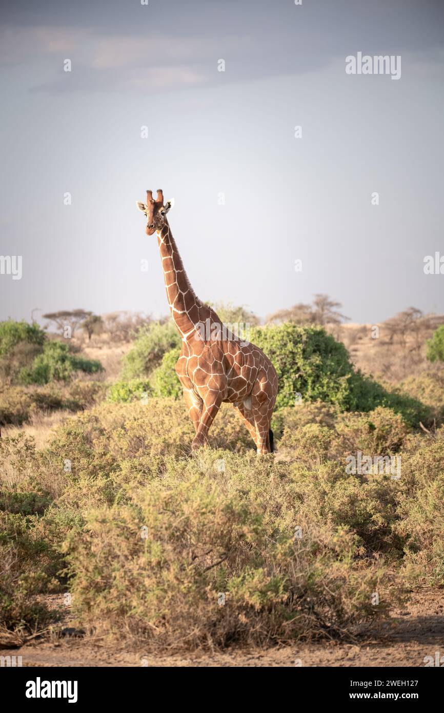 African savanna giraffe hi-res stock photography and images - Alamy