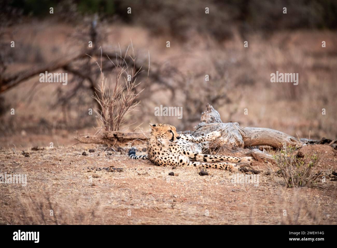 Chilling animals hi-res stock photography and images - Alamy