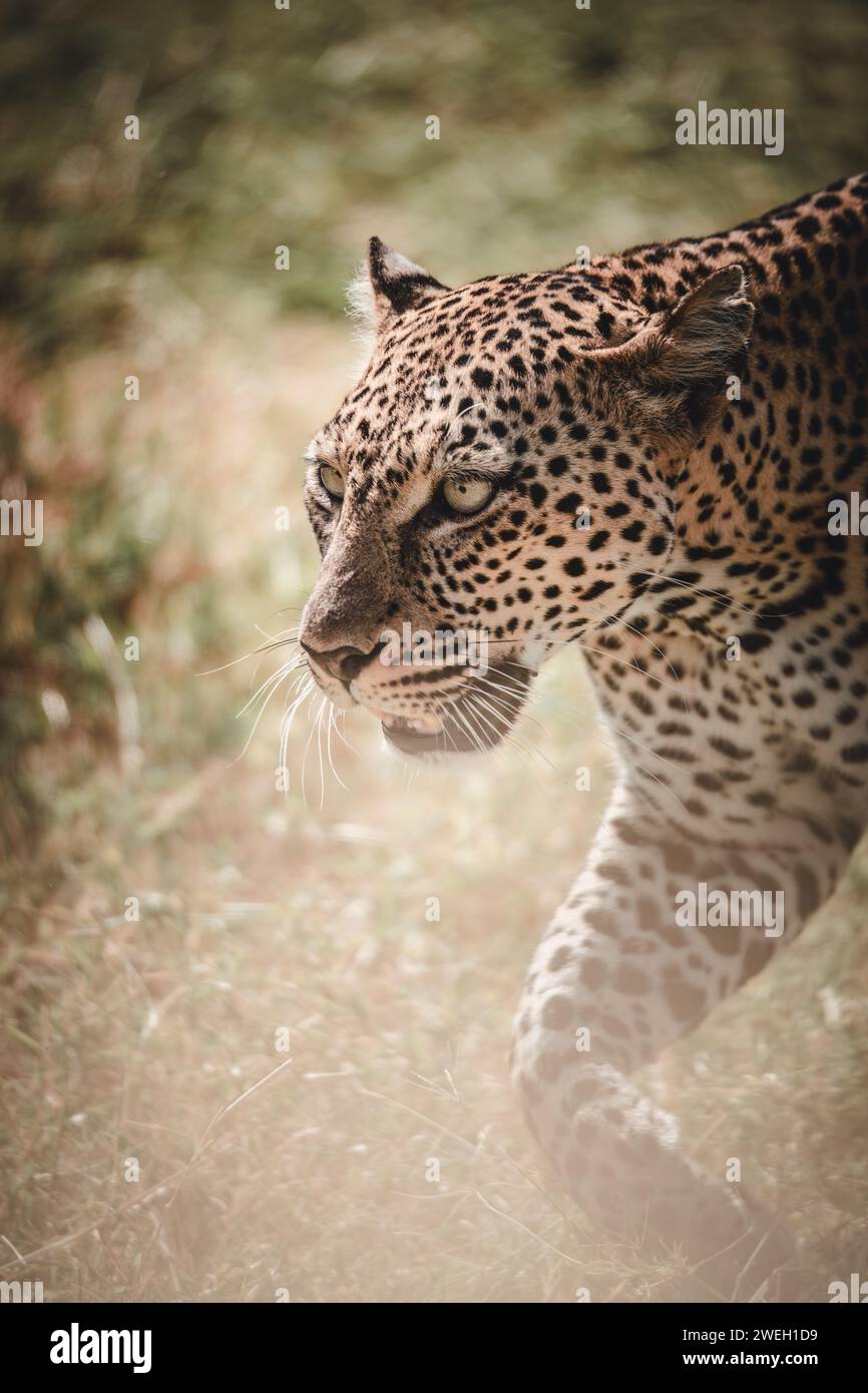 Dangerous leopard hi-res stock photography and images - Alamy