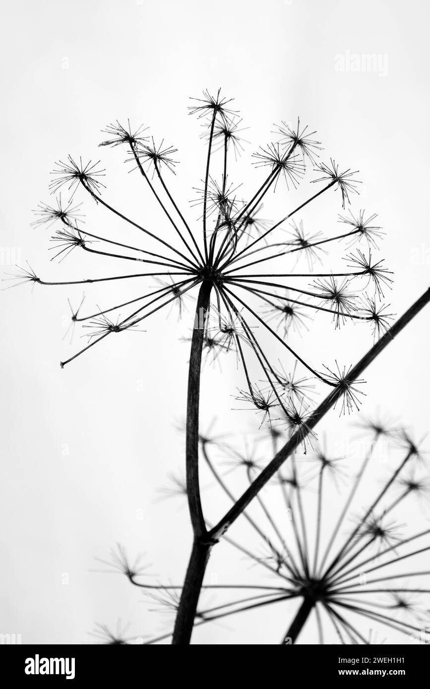 Natural ground photo Black and White Stock Photos & Images - Alamy