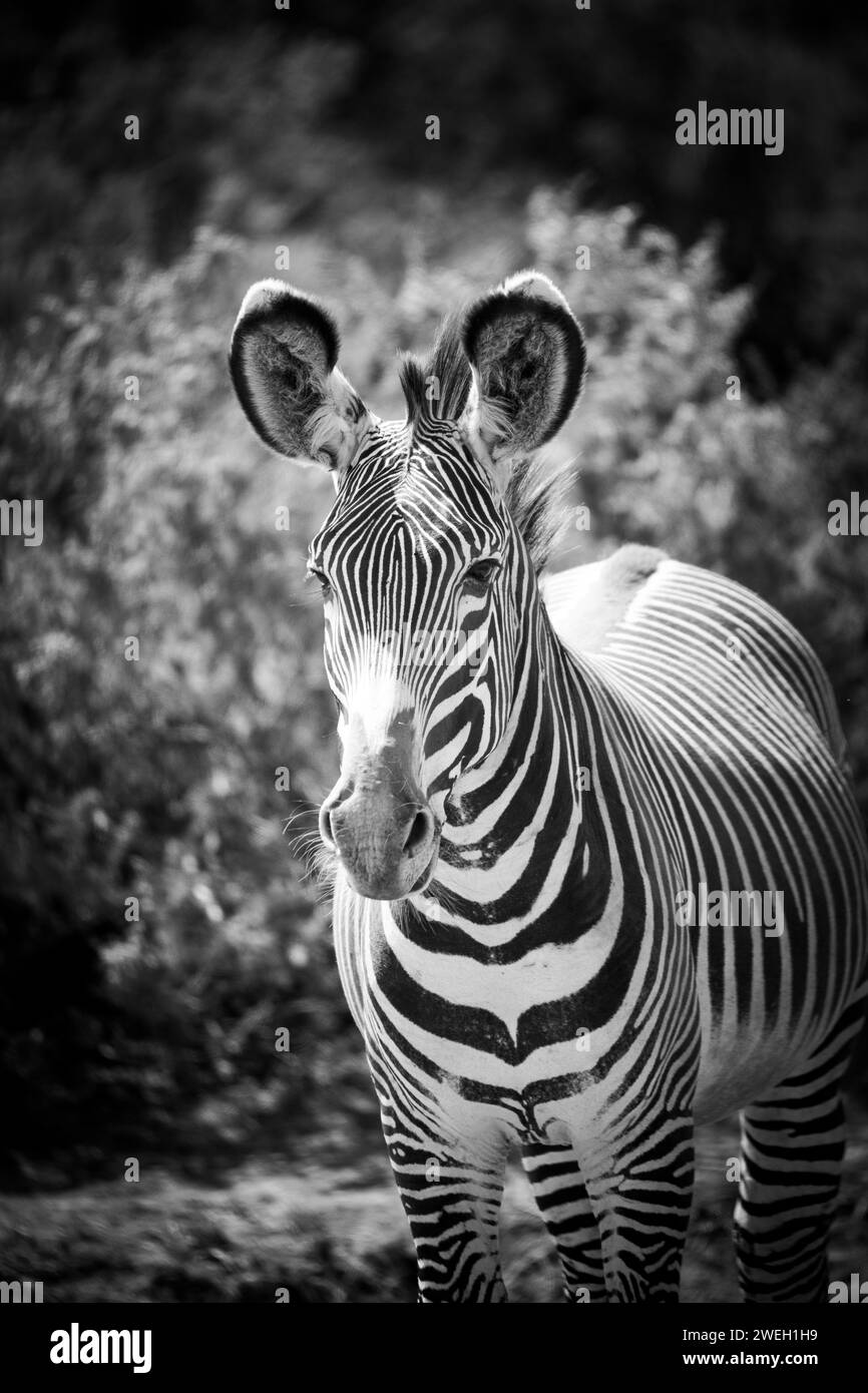Zebra ears Black and White Stock Photos & Images - Alamy