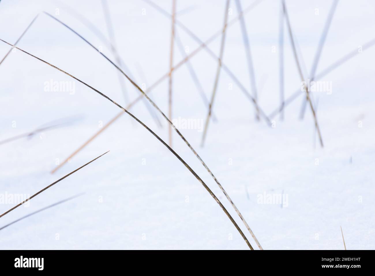 Minimal grass nature background hi-res stock photography and images - Alamy