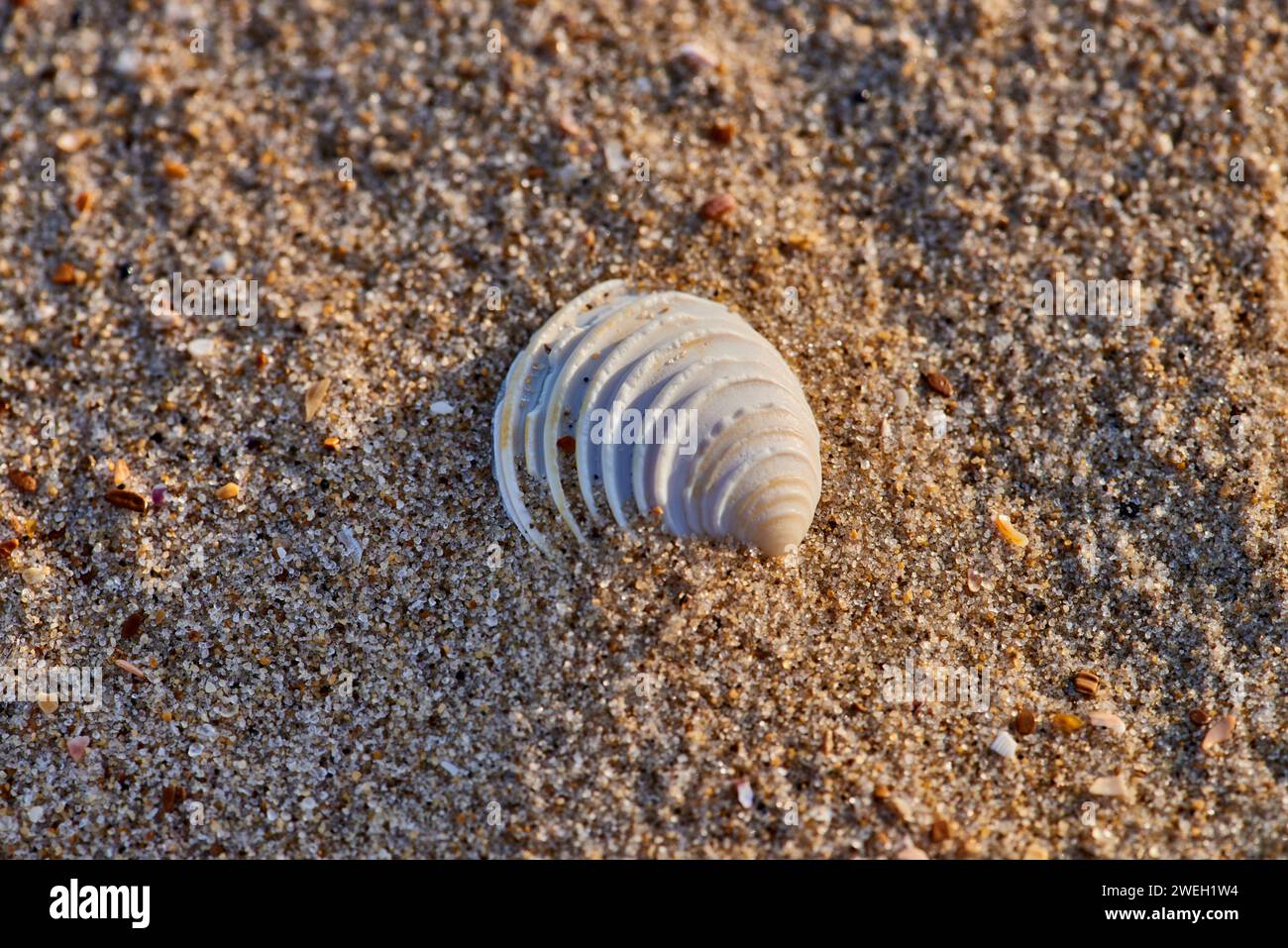 A wild shell resting on sandy surface Stock Photo - Alamy