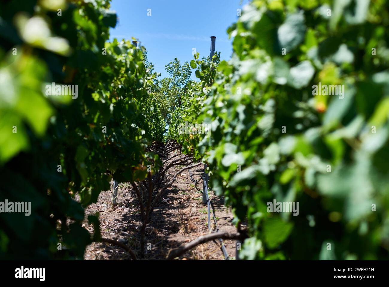 Rows of trees lined up in an outdoor setting Stock Photo - Alamy