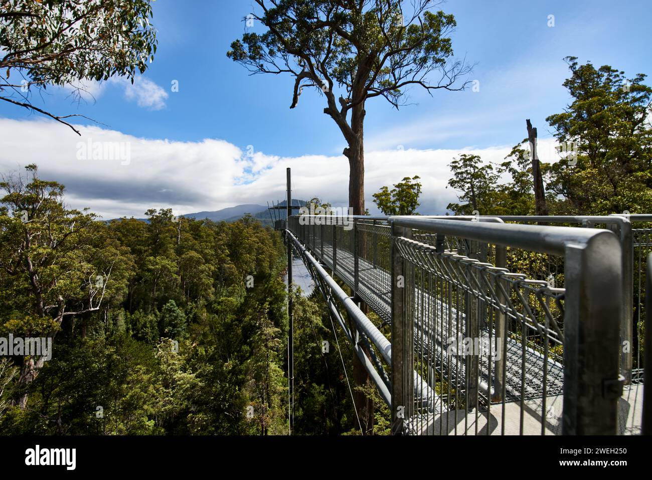 Aerial view of a treetop walkway offering a stunning overlook of the ...