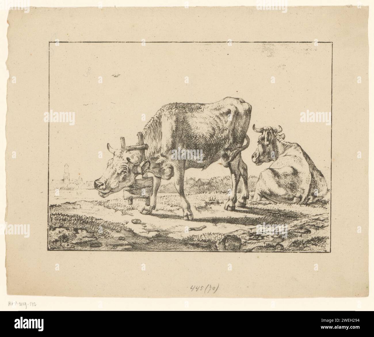 Two cattle in a meadow, 1809 - c. 1850 print In the foreground a young ...