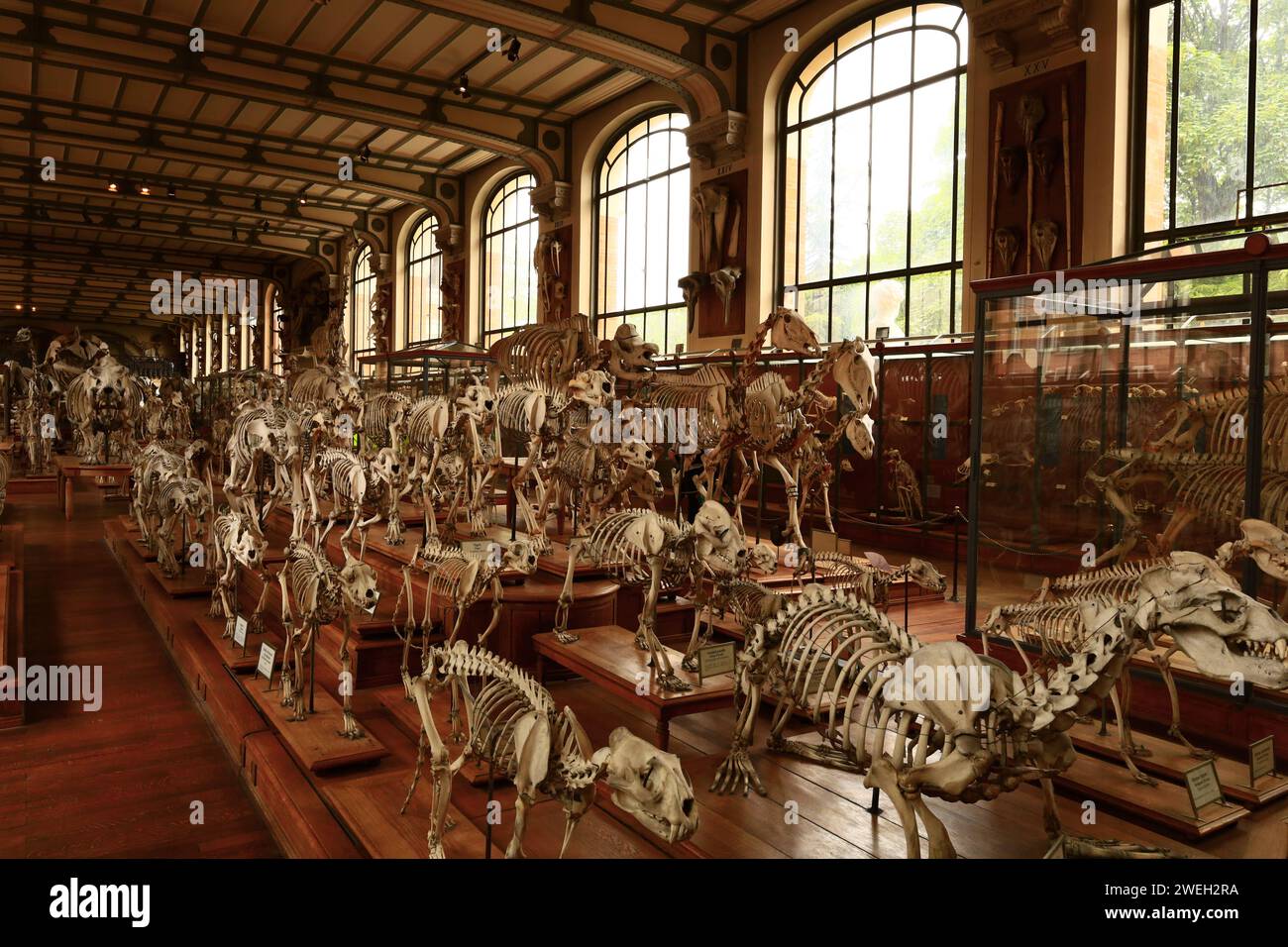 The Gallery of Paleontology and Comparative Anatomy is a part of the French National Museum of ...