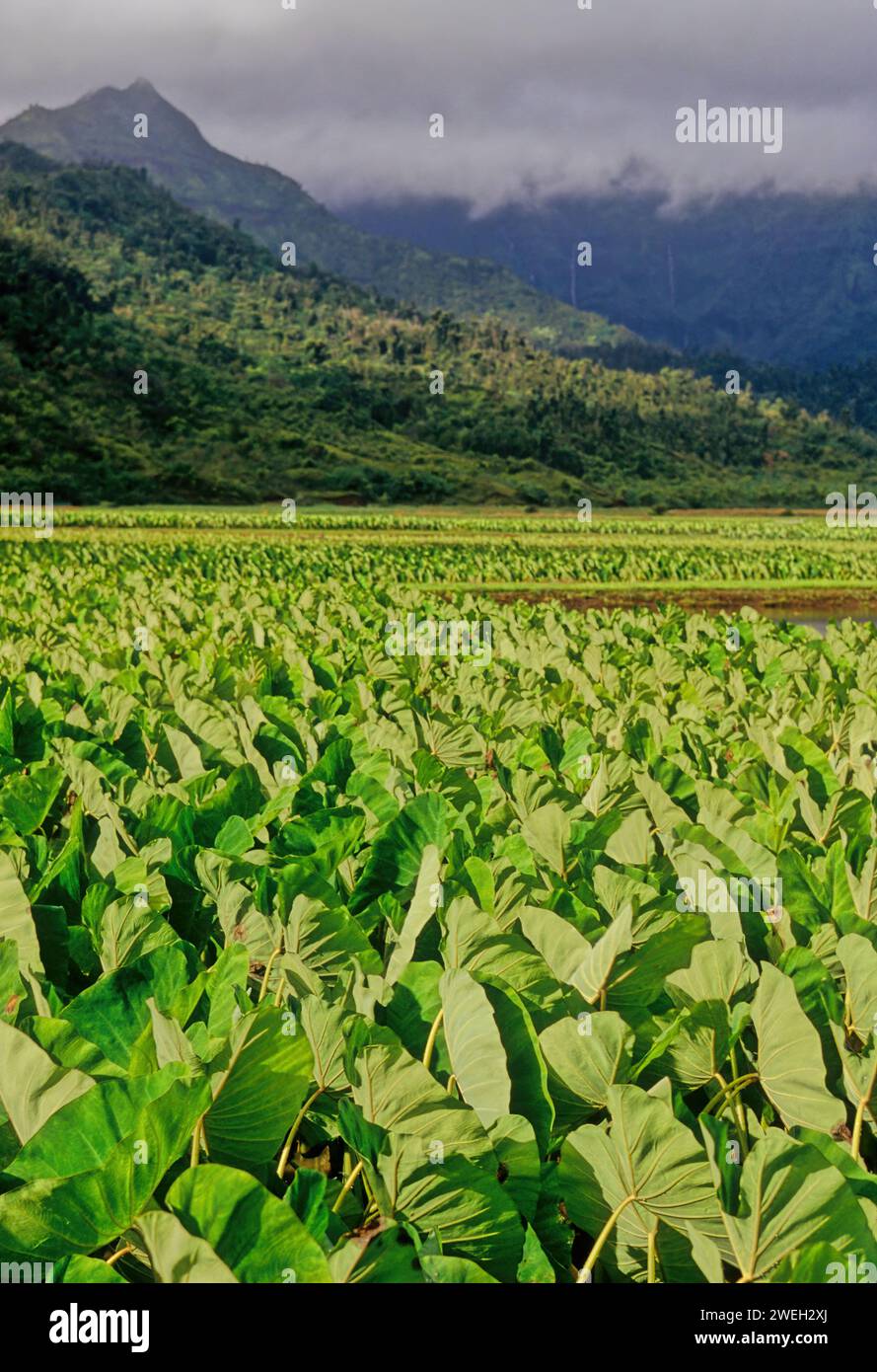 Taro Colocasia esculenta is a root vegetable. It is the most widely ...