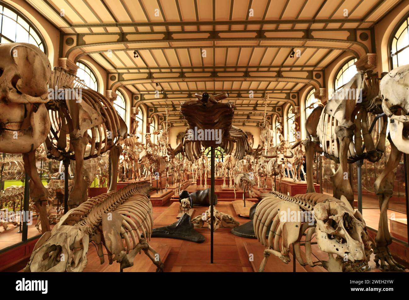 The Gallery of Paleontology and Comparative Anatomy is a part of the French National Museum of ...