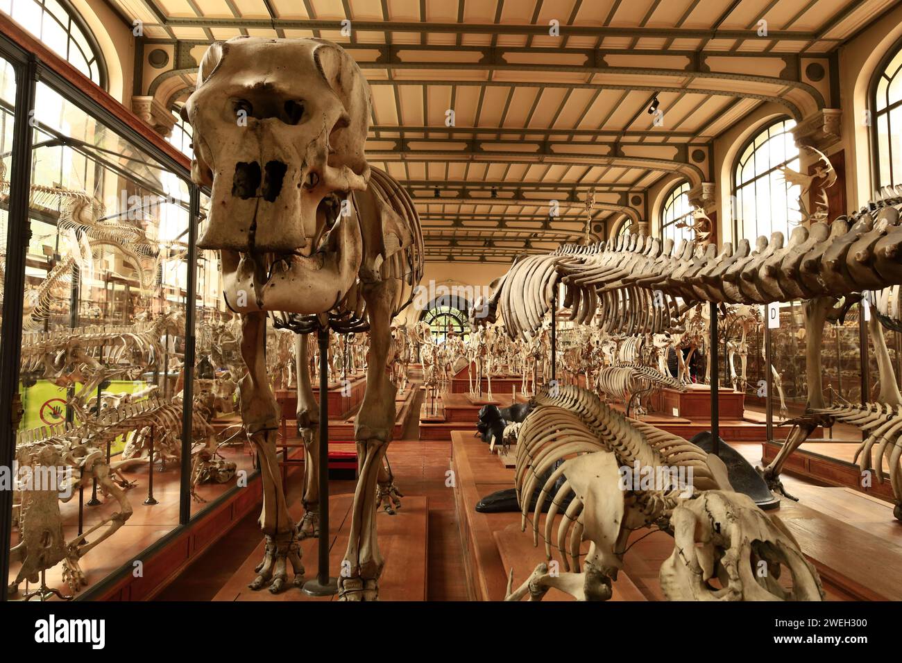 The Gallery of Paleontology and Comparative Anatomy is a part of the French National Museum of ...
