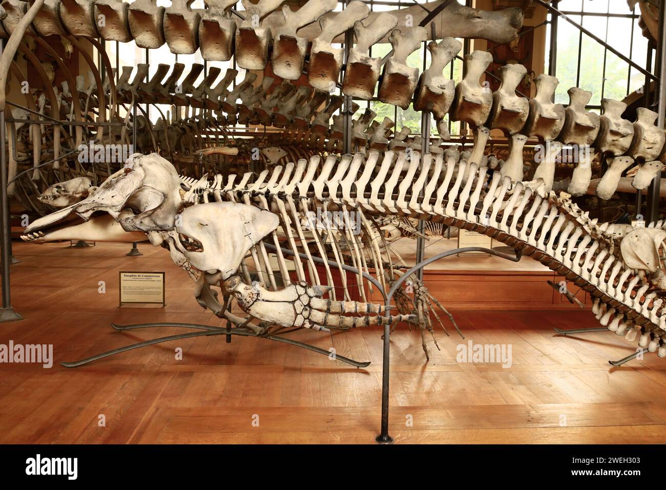 The Gallery of Paleontology and Comparative Anatomy is a part of the French National Museum of ...