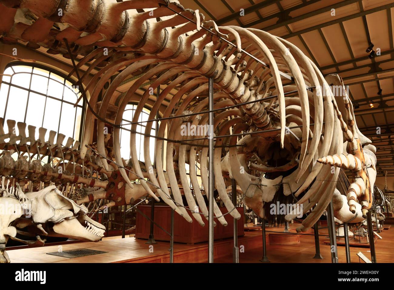 The Gallery of Paleontology and Comparative Anatomy is a part of the French National Museum of ...