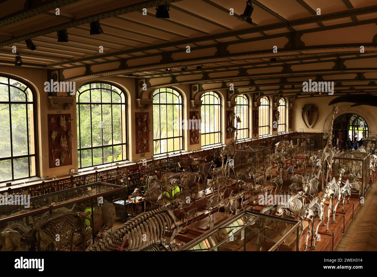 The Gallery of Paleontology and Comparative Anatomy is a part of the French National Museum of ...