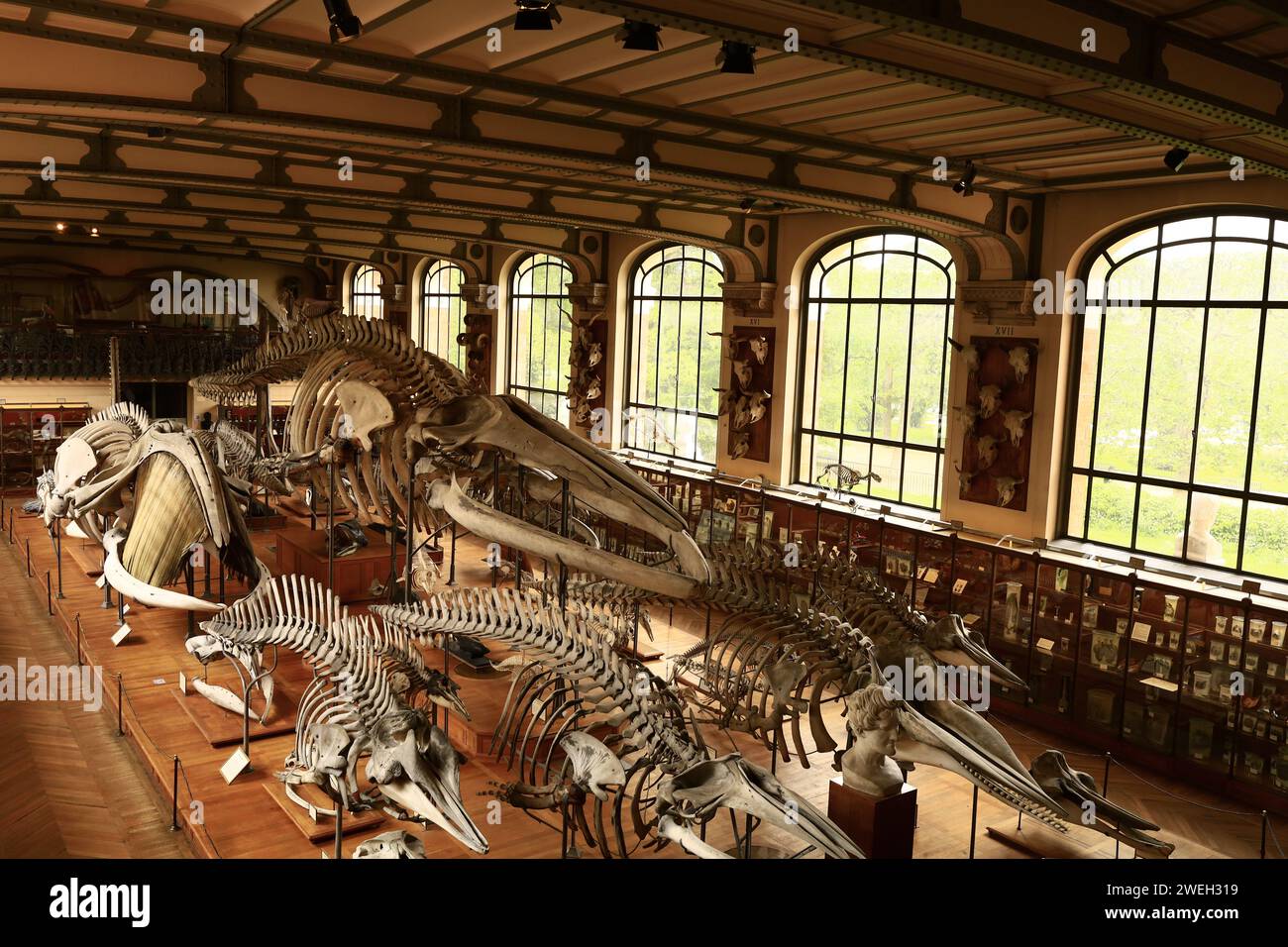 The Gallery of Paleontology and Comparative Anatomy is a part of the French National Museum of ...