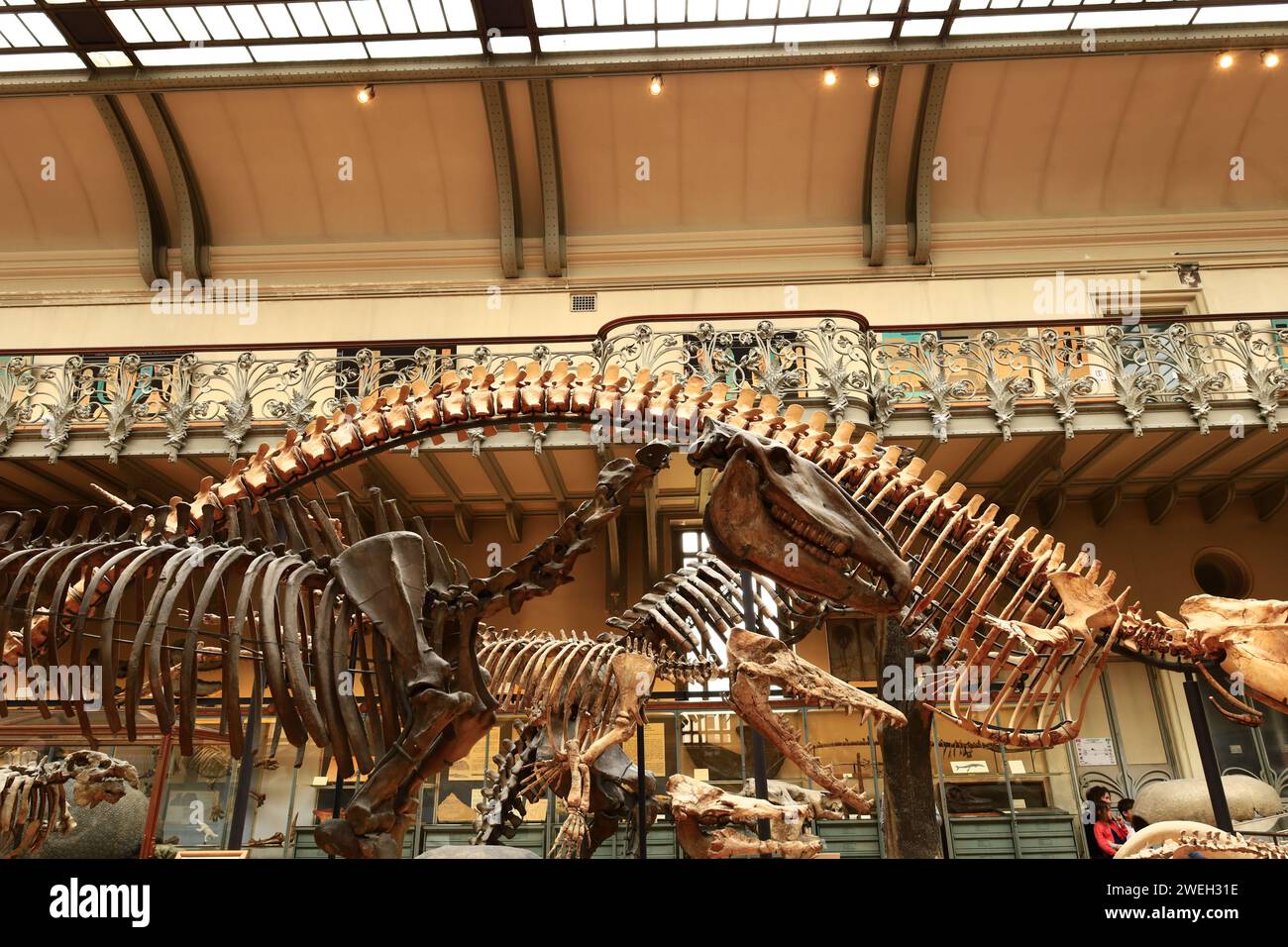 The Gallery of Paleontology and Comparative Anatomy is a part of the French National Museum of ...
