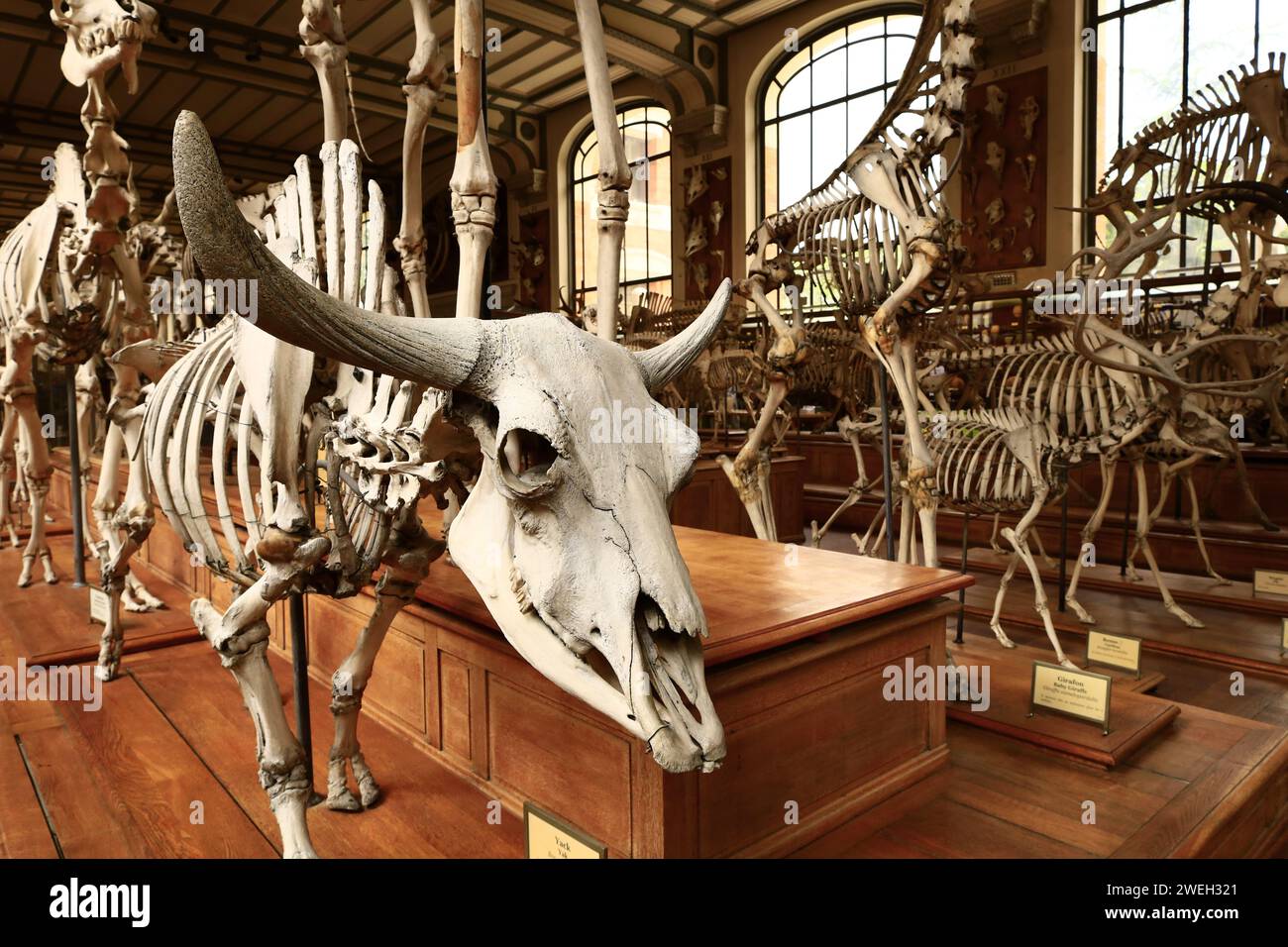 The Gallery of Paleontology and Comparative Anatomy is a part of the French National Museum of ...
