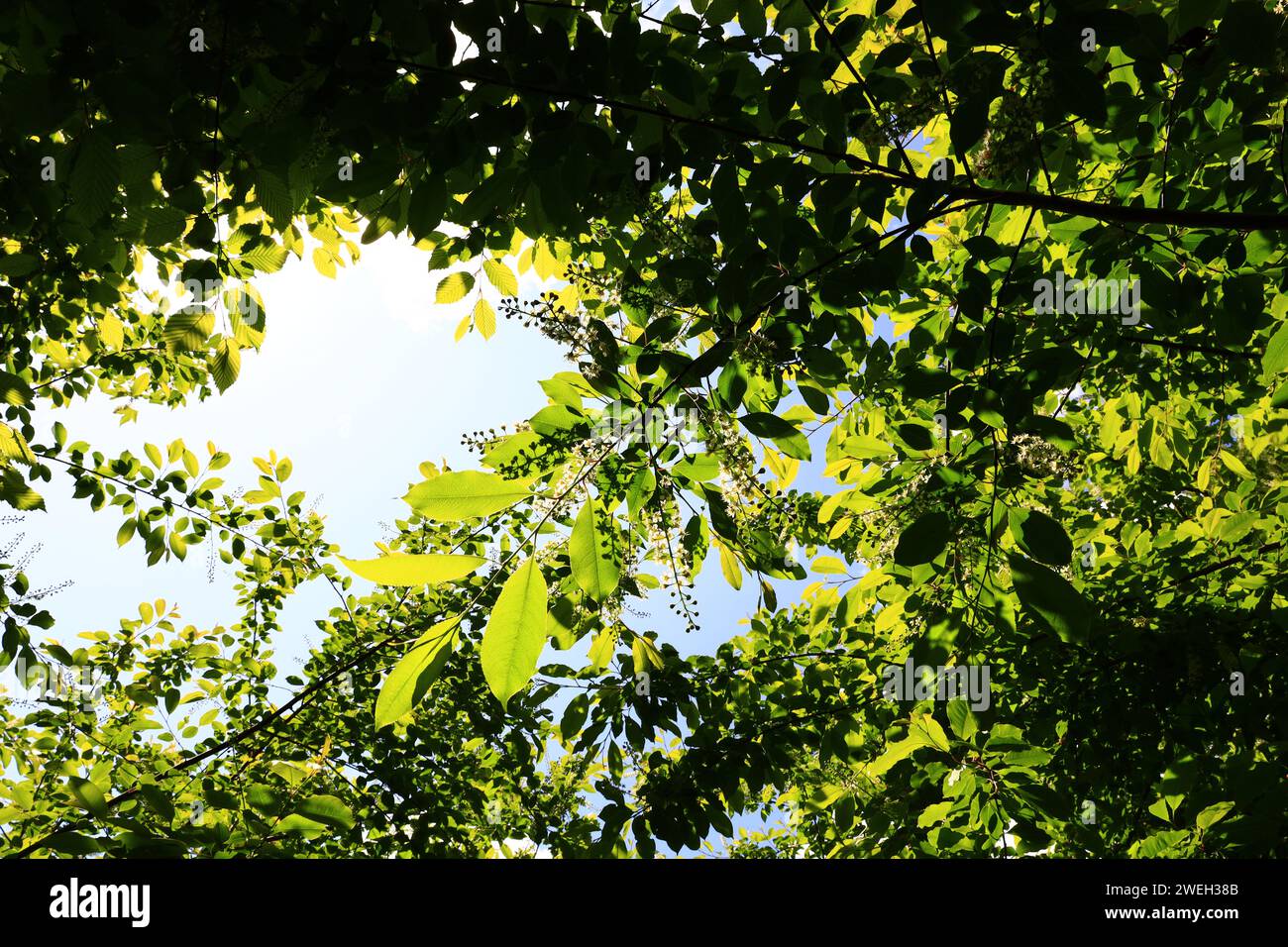 The Forest of Saint-Germain-en-Laye is a dominial forest of 35 km2 in ...