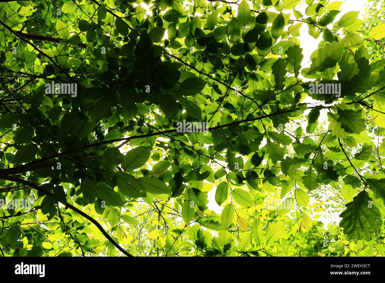 The Forest of Saint-Germain-en-Laye is a dominial forest of 35 km2 in ...