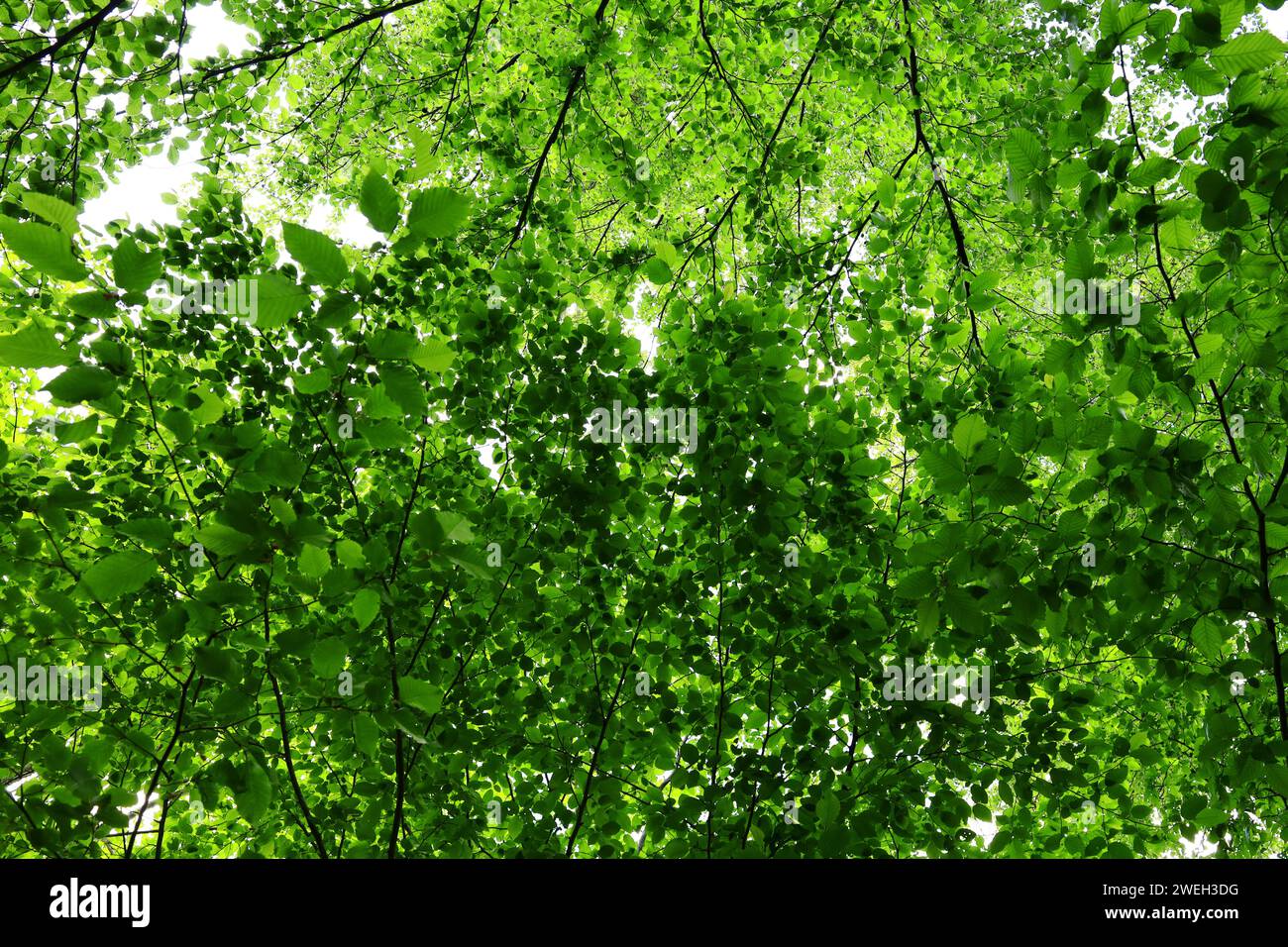 The Forest of Saint-Germain-en-Laye is a dominial forest of 35 km2 in ...