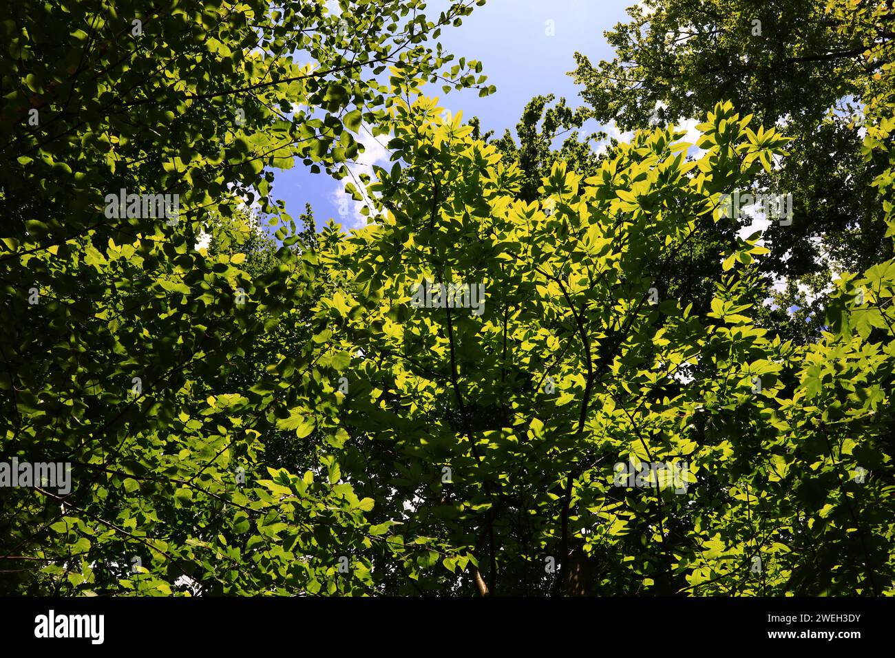 The Forest of Saint-Germain-en-Laye is a dominial forest of 35 km2 in ...