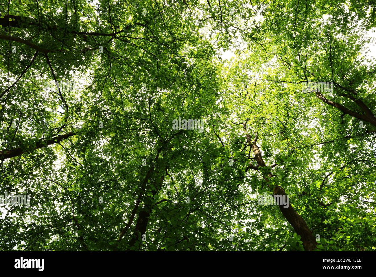 The Forest of Saint-Germain-en-Laye is a dominial forest of 35 km2 in ...