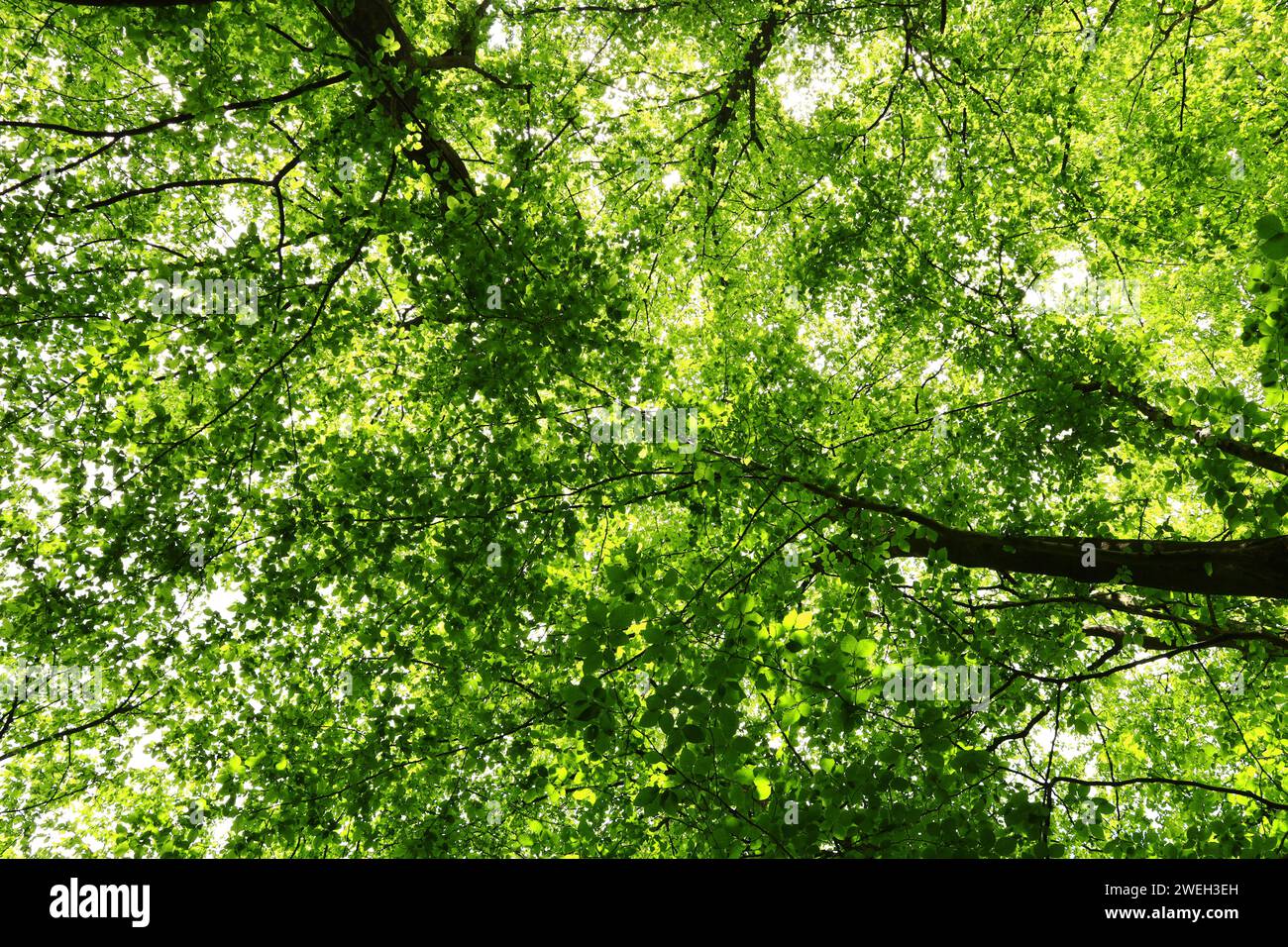 The Forest of Saint-Germain-en-Laye is a dominial forest of 35 km2 in ...