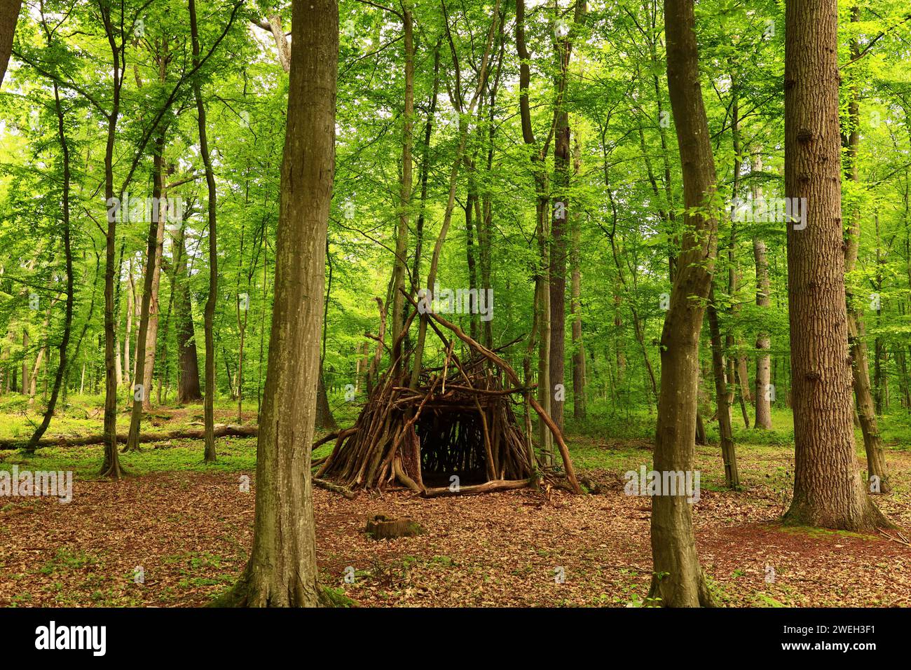 The Forest of Saint-Germain-en-Laye is a dominial forest of 35 km2 in ...